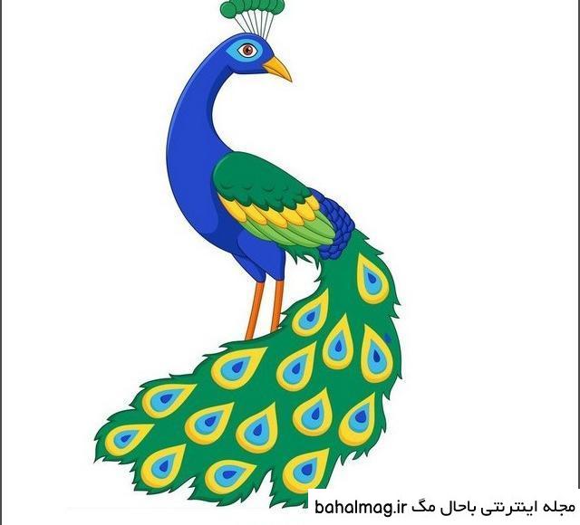 طرح نقاشی ساده طاووس ️ [ بهترین تصاویر ]