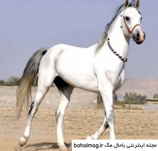 عکس اسب جدید ️ [ بهترین تصاویر ]