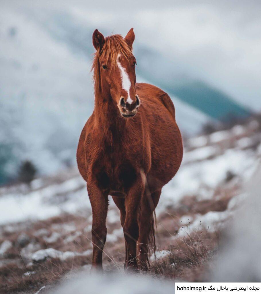 عکس اسب جدید ️ [ بهترین تصاویر ]