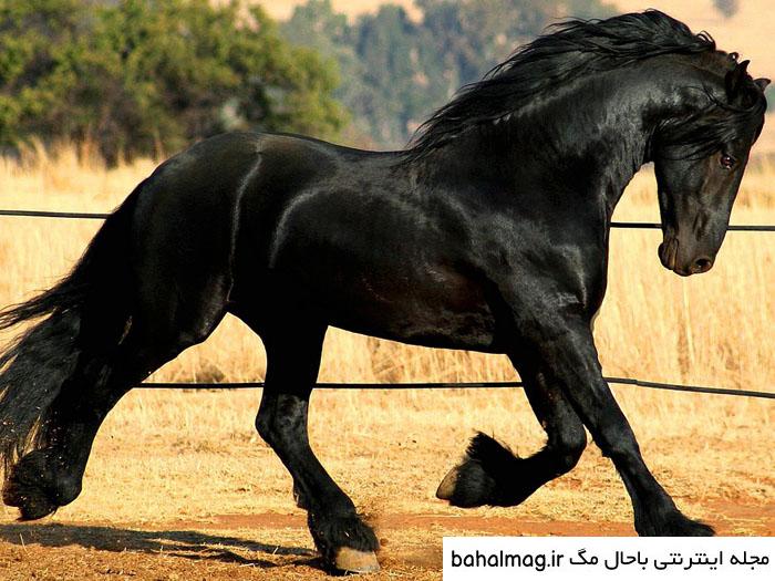 عکس اسب جدید ️ [ بهترین تصاویر ]