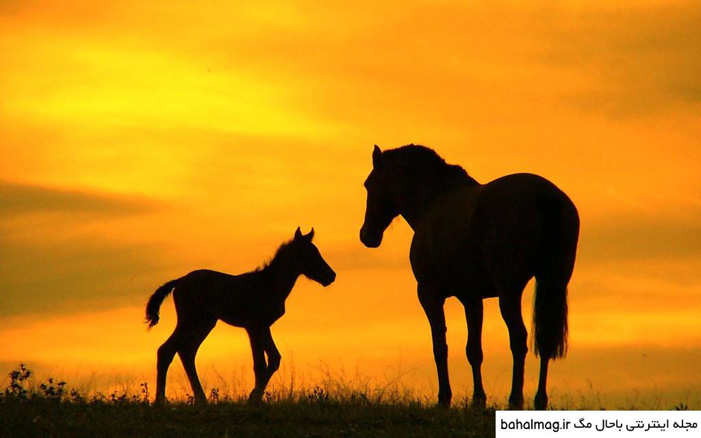 عکس اسب در غروب ️ [ بهترین تصاویر ]