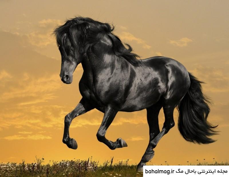 عکس اسب زیبا برای پروفایل ️ [ بهترین تصاویر ]
