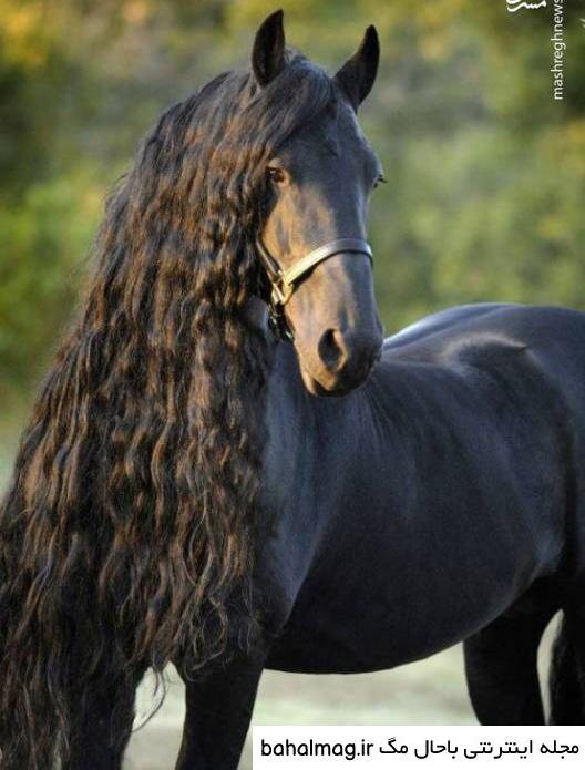 عکس اسب زیبا برای پروفایل ️ [ بهترین تصاویر ]