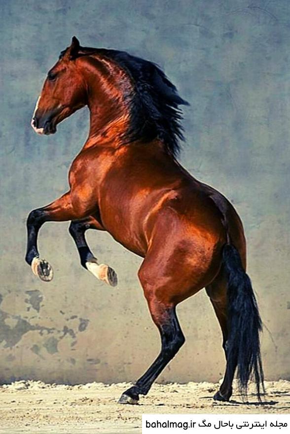عکس اسب زیبا برای پروفایل ️ [ بهترین تصاویر ]