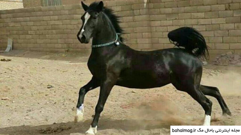 عکس اسب عربی ️ [ بهترین تصاویر ]