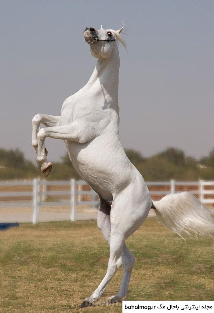 عکس اسب عربی ️ [ بهترین تصاویر ]