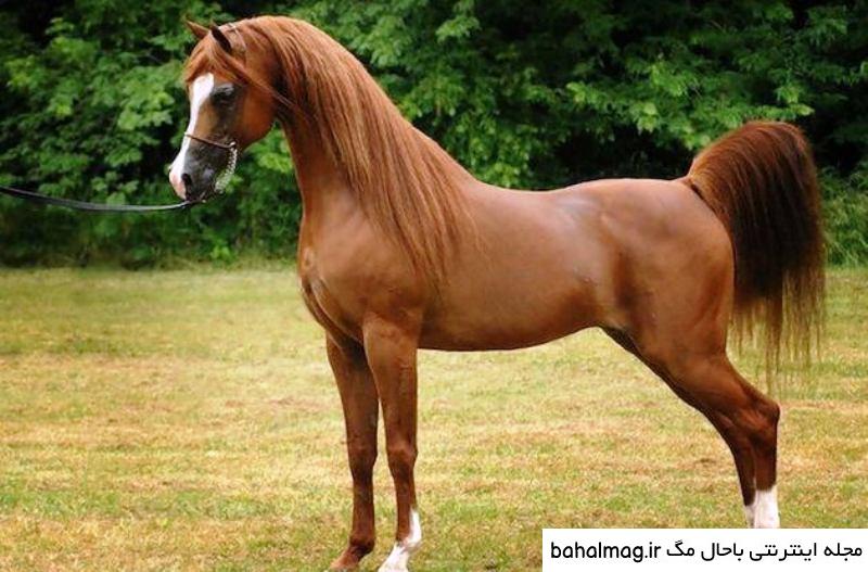 عکس اسب عربی ️ [ بهترین تصاویر ]