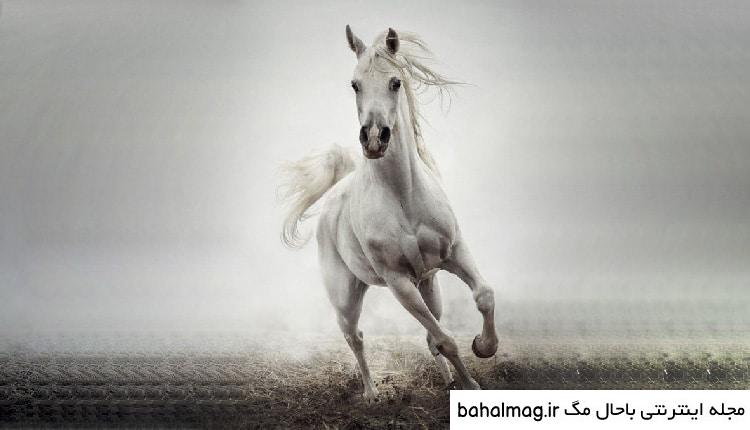 عکس اسب پروفایل ️ [ بهترین تصاویر ]