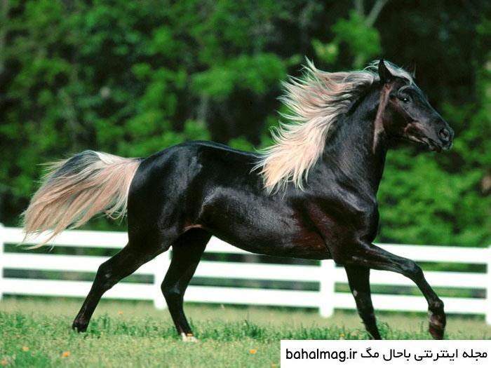 عکس اسب پروفایل ️ [ بهترین تصاویر ]