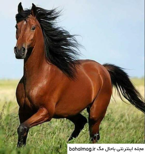 عکس اسب پروفایل ️ [ بهترین تصاویر ]