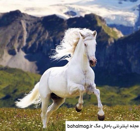 عکس اسب پروفایل ️ [ بهترین تصاویر ]