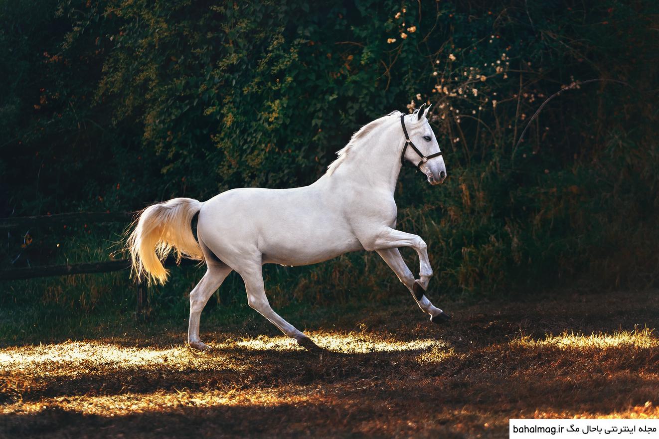 عکس اسب پروفایل ️ [ بهترین تصاویر ]