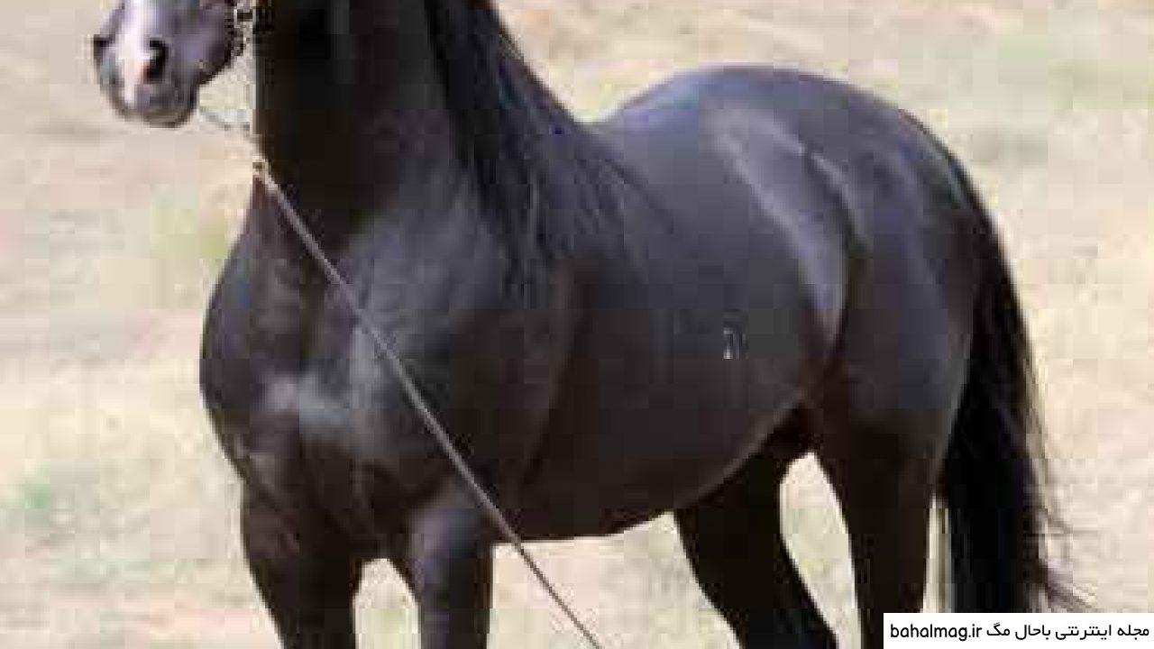 عکس اسب چناران ️ [ بهترین تصاویر ]