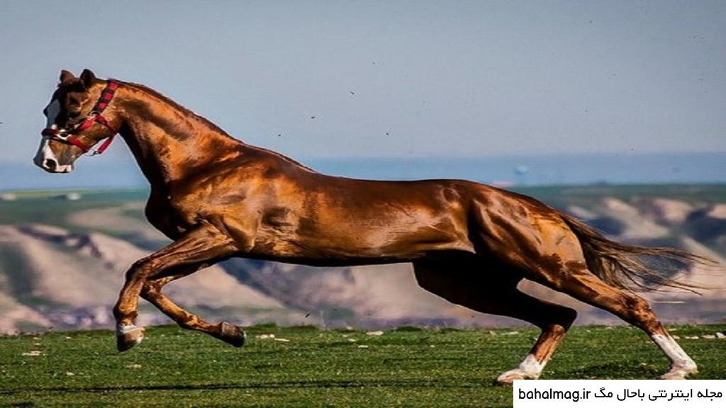 عکس اسب چناران ️ [ بهترین تصاویر ]