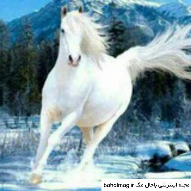عکس سفید اسب ️ [ بهترین تصاویر ]