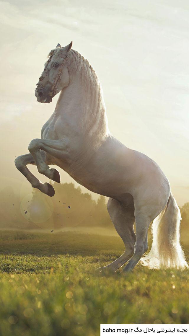 عکس سفید اسب ️ [ بهترین تصاویر ]