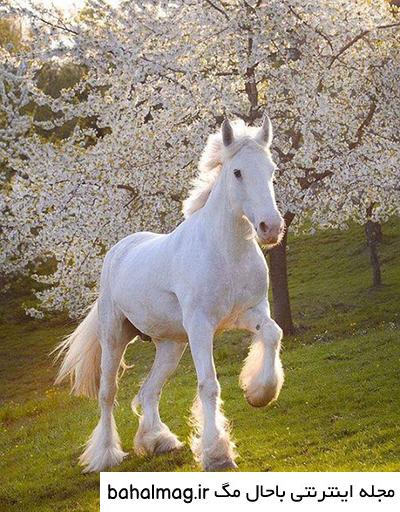 عکس سفید اسب ️ [ بهترین تصاویر ]