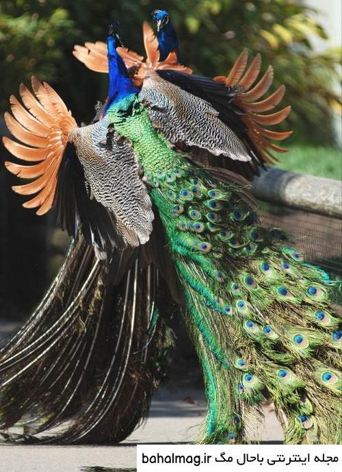 عکس طاووس ایرانی ️ [ بهترین تصاویر ]