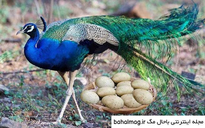 عکس طاووس ایرانی ️ [ بهترین تصاویر ]