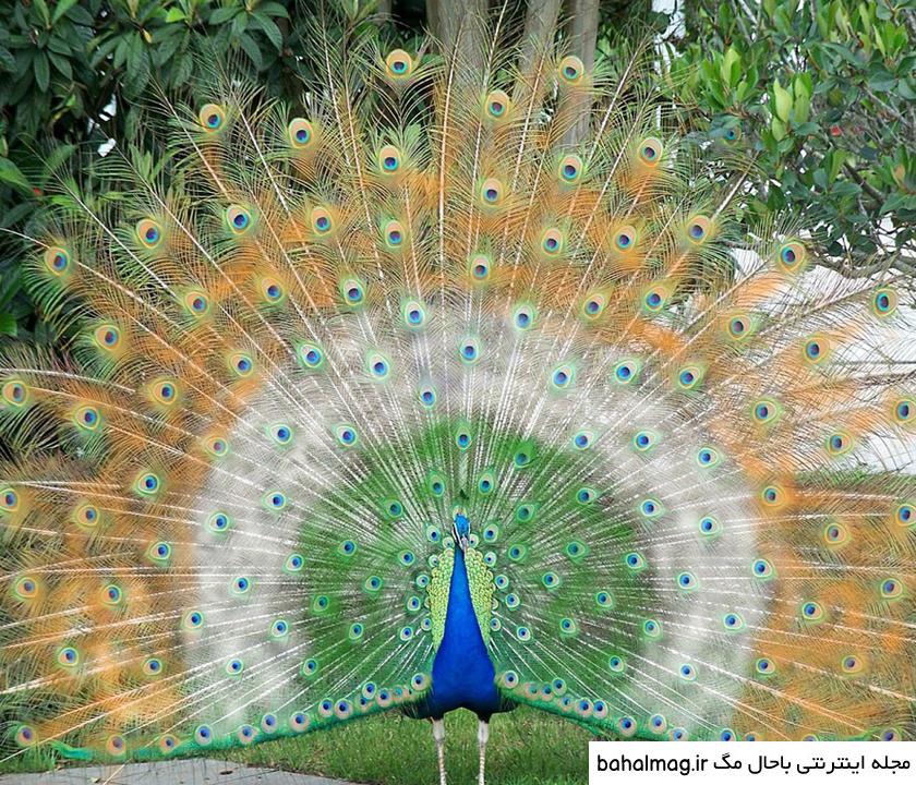 عکس طاووس طاووس ️ [ بهترین تصاویر ]