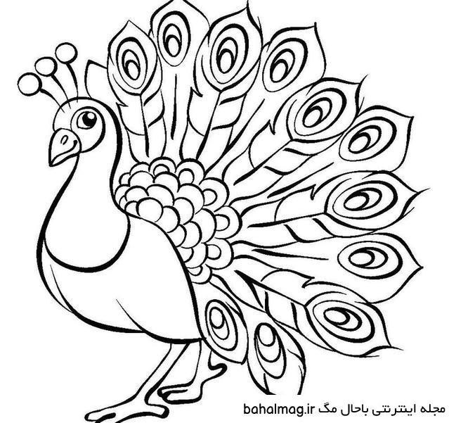 عکس طاووس نقاشی ساده ️ [ بهترین تصاویر ]