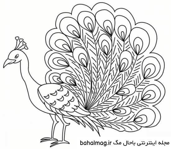 عکس طاووس نقاشی ساده ️ [ بهترین تصاویر ]