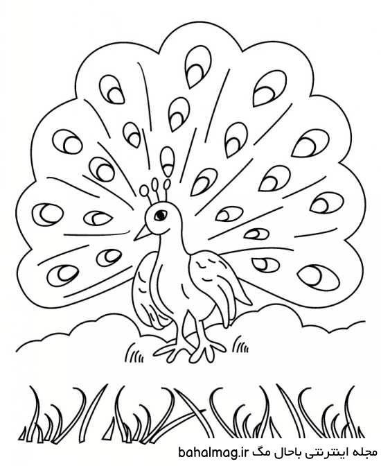 عکس طاووس نقاشی ساده ️ [ بهترین تصاویر ]