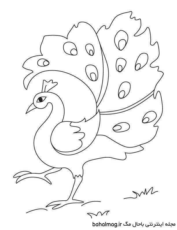 عکس طاووس نقاشی ساده ️ [ بهترین تصاویر ]