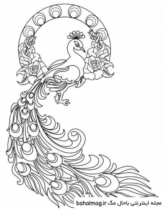 عکس طاووس نقاشی ساده ️ [ بهترین تصاویر ]