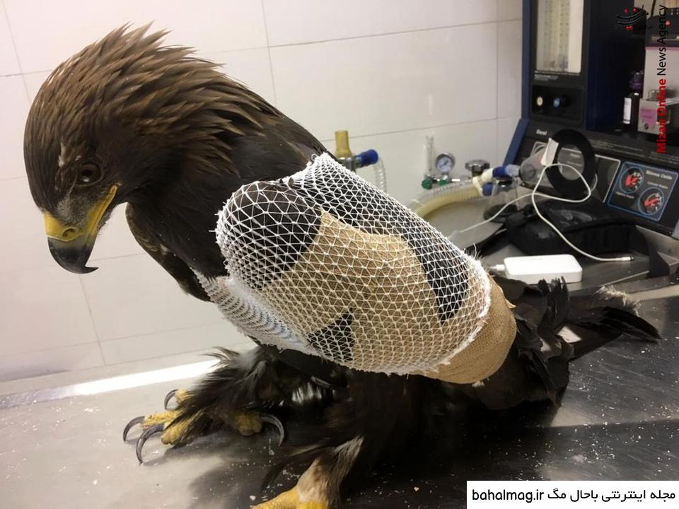 عکس عقاب مازندران ️ [ بهترین تصاویر ]