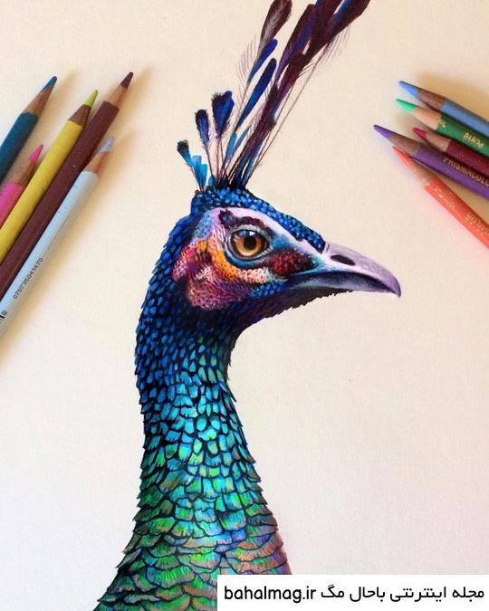 مدل نقاشی طاووس با مداد رنگی ️ [ بهترین تصاویر ]