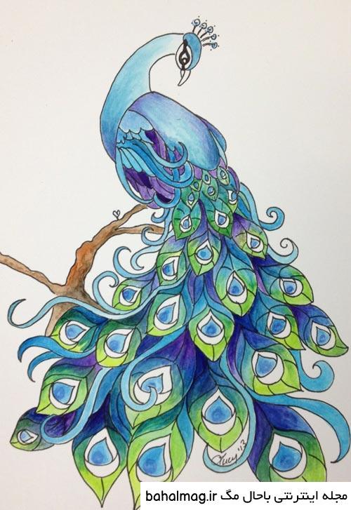 مدل نقاشی طاووس با مداد رنگی ️ [ بهترین تصاویر ]