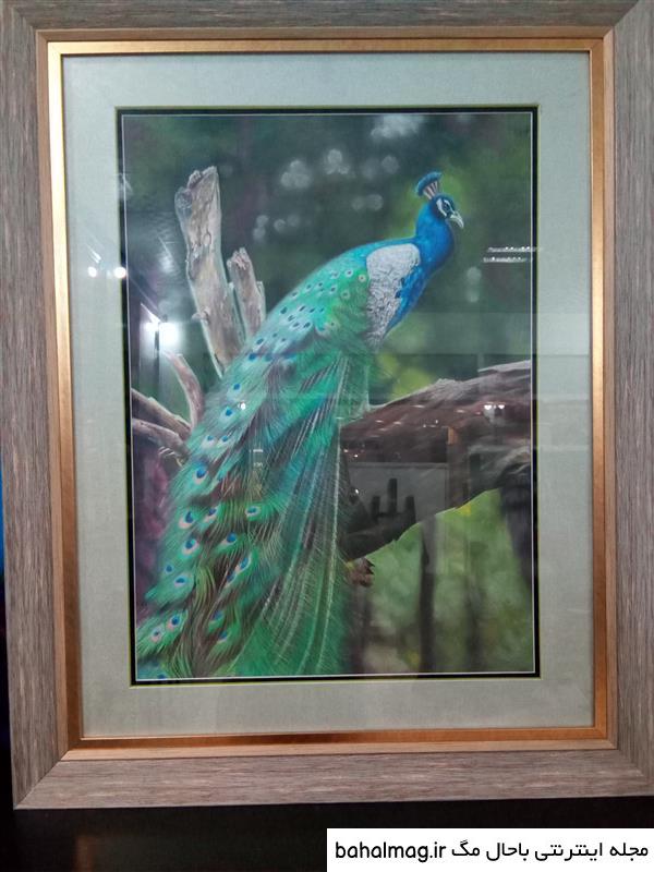 مدل نقاشی طاووس با مداد رنگی ️ [ بهترین تصاویر ]