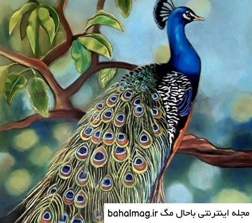 مدل نقاشی طاووس با مداد رنگی ️ [ بهترین تصاویر ]