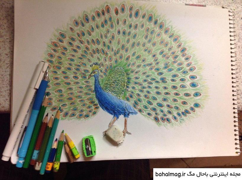 مدل نقاشی طاووس با مداد رنگی ️ [ بهترین تصاویر ]
