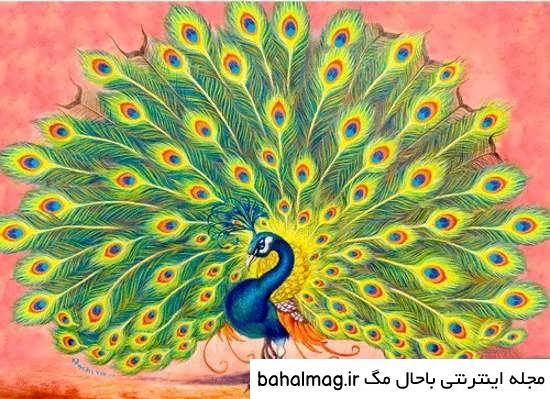 مدل نقاشی طاووس با مداد رنگی ️ [ بهترین تصاویر ]