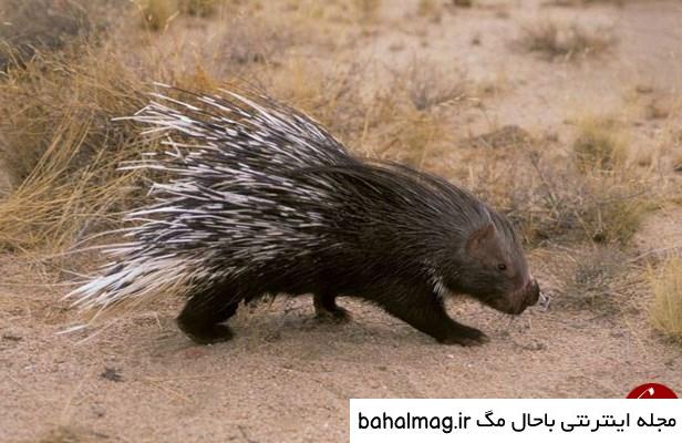 عکس حیوان ژوژو ️ بهترین تصاویر