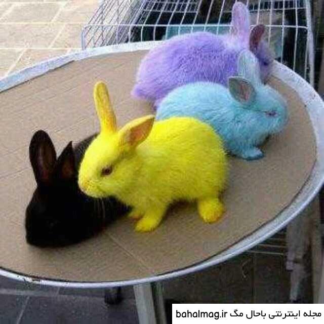 عکس خرگوش رنگی ️ بهترین تصاویر