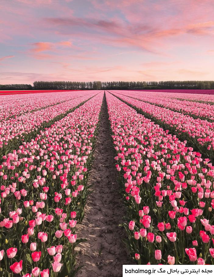 عکس گلهای لاله زیبا ️ بهترین تصاویر
